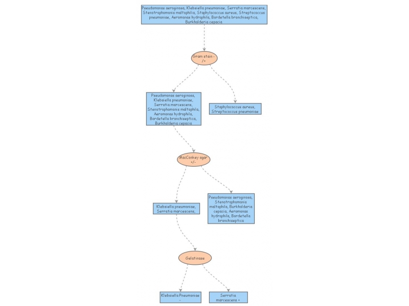 Sputum sample flow chart | Insight Maker