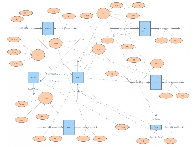 Clone of Clone of Cell Cycle Control Model--Template | Insight Maker
