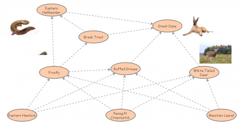 Food Web of Pennsylvania State Organisms | Insight Maker