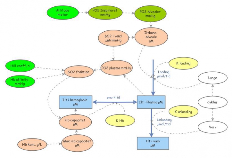 i Sekunder Samlet Deer mouse eksamensmodel 3103 | Insight Maker
