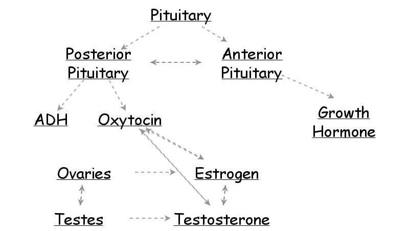 Endocrine System Feedback Loop | Insight Maker