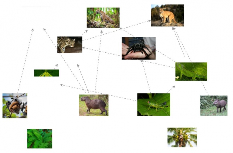 Food Web | Insight Maker