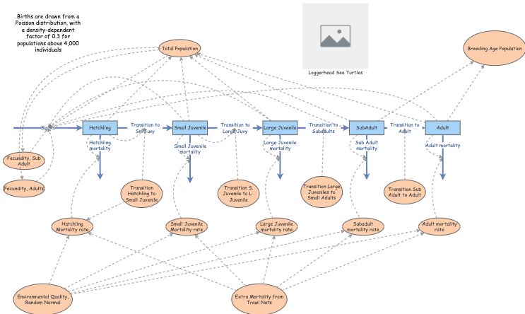 Clone of Loggerhead Turtle Stage-Structured Model | Insight Maker