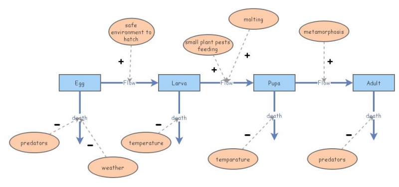 Ladybug Life Cycle Model | Insight Maker