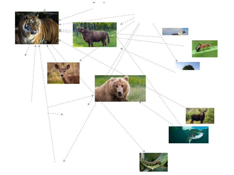 Science Project on food webs | Insight Maker