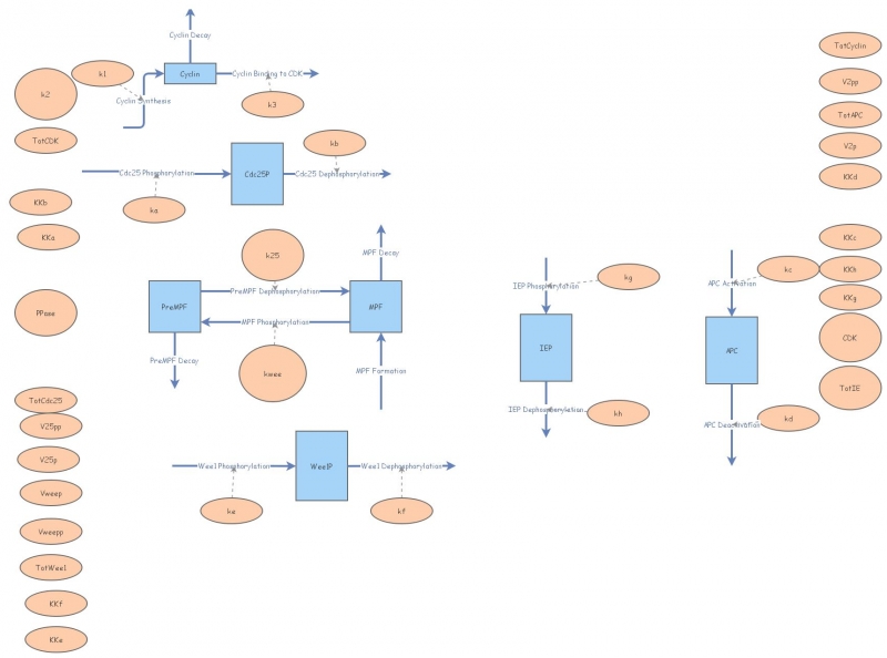 Clone of Cell Cycle Control Model--Template | Insight Maker