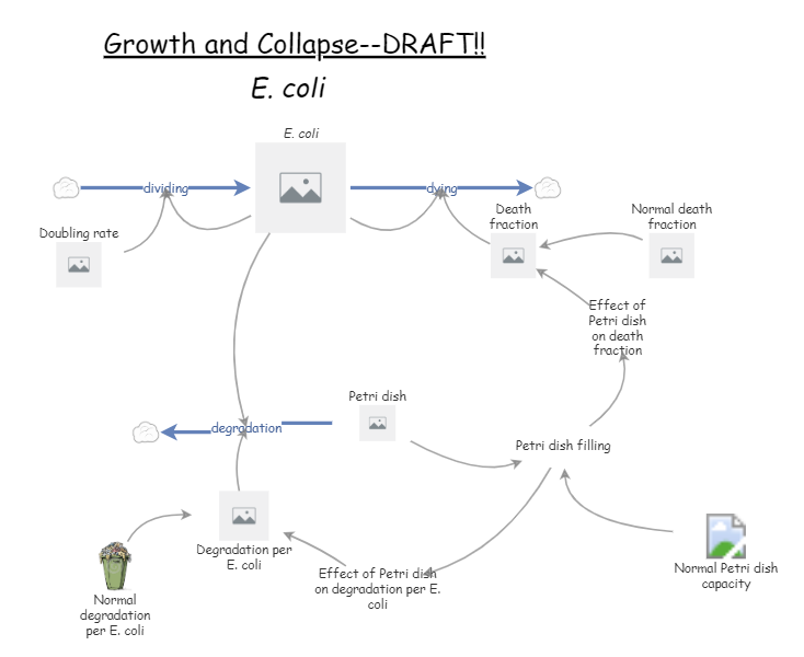 Clone of E coli life cycle model | Insight Maker