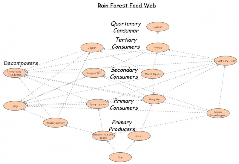 Rain Forest Food Web | Insight Maker
