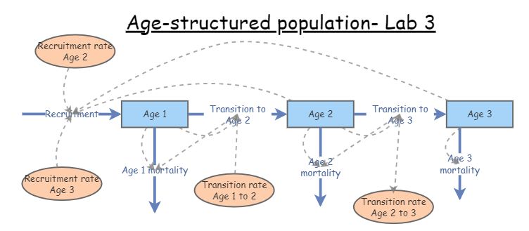 Clone of Lab 3, Exercise 4: age-structured models in InsightMaker | Insight Maker