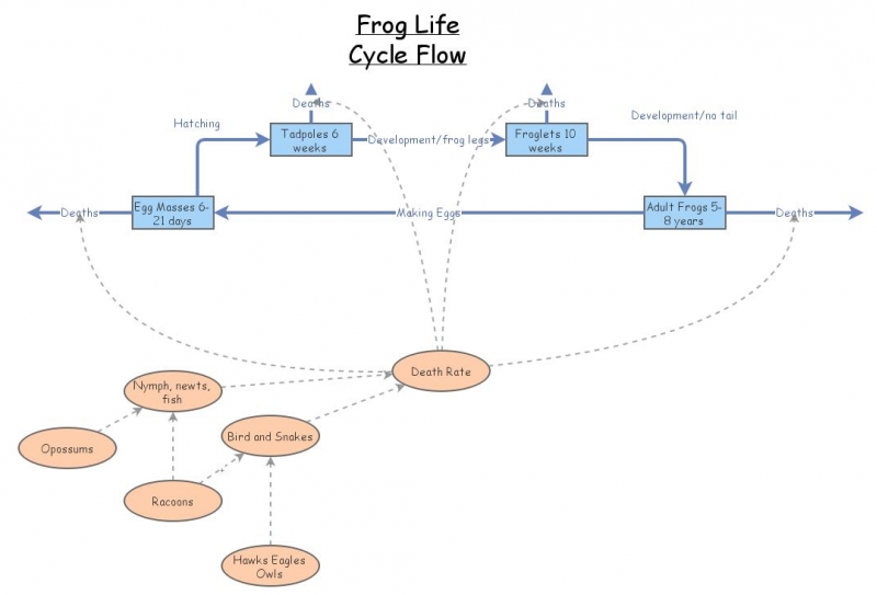 Frog Cycle Flow Chart | Insight Maker