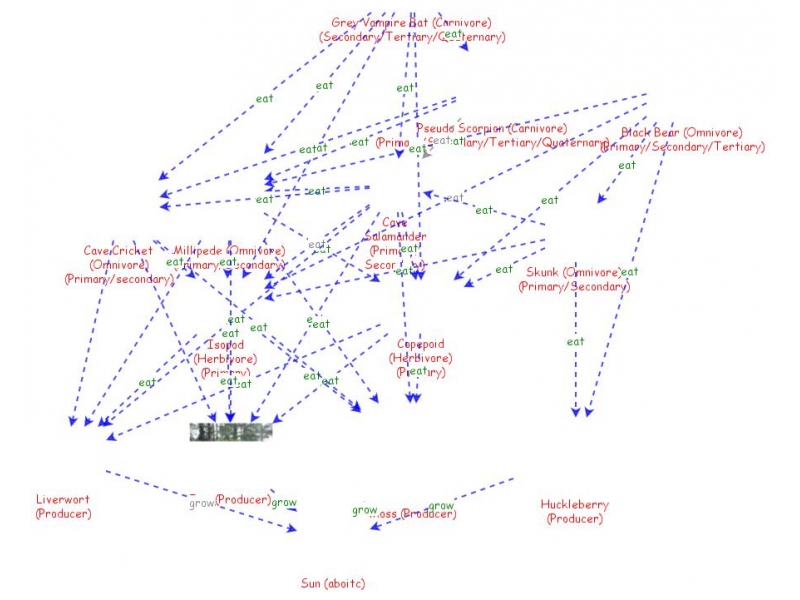cave food chain | Insight Maker