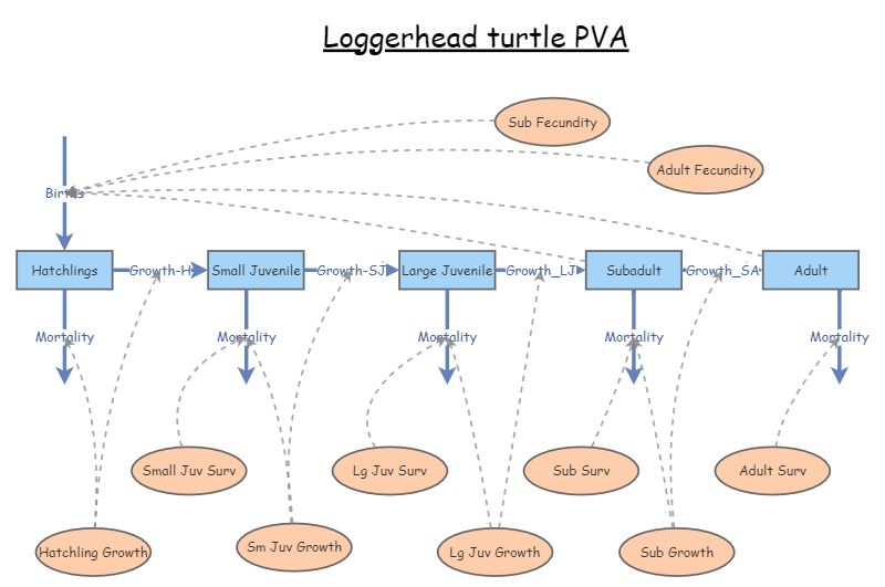 Clone of Loggerhead PVA base model | Insight Maker