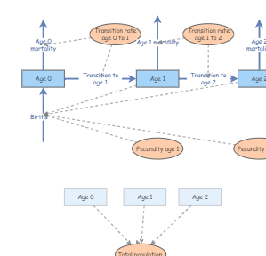 age structured population | Insight Maker