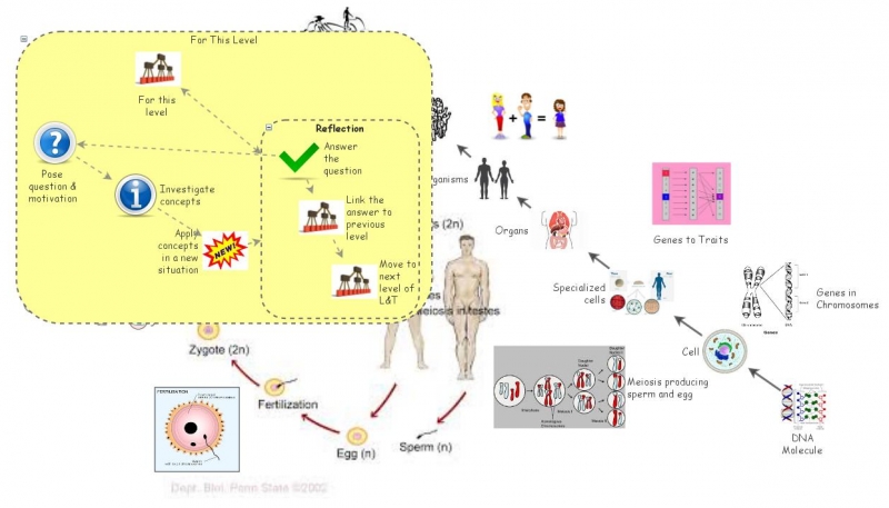 Biology levels and genetics | Insight Maker