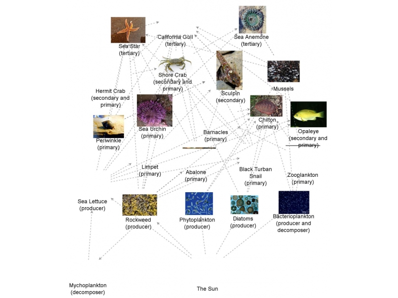 Clone of Tide pool food web | Insight Maker