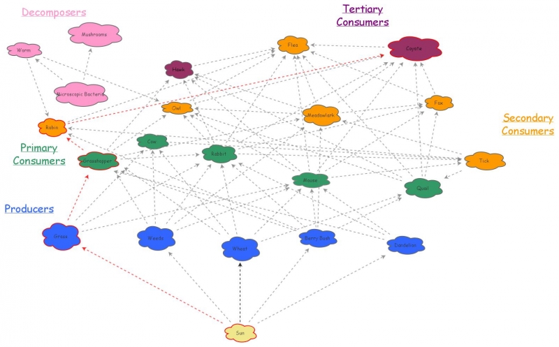 APES Food Web | Insight Maker