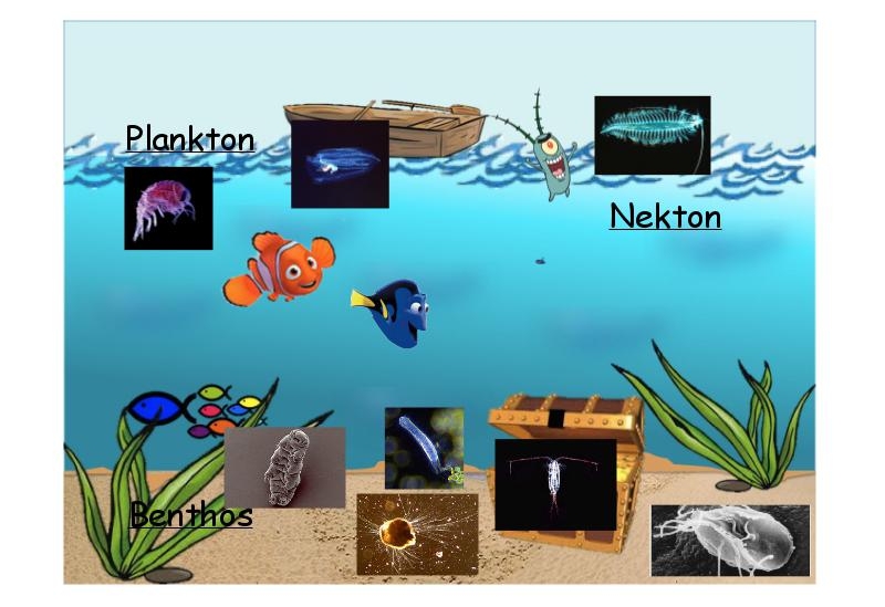 ocean | Insight Maker