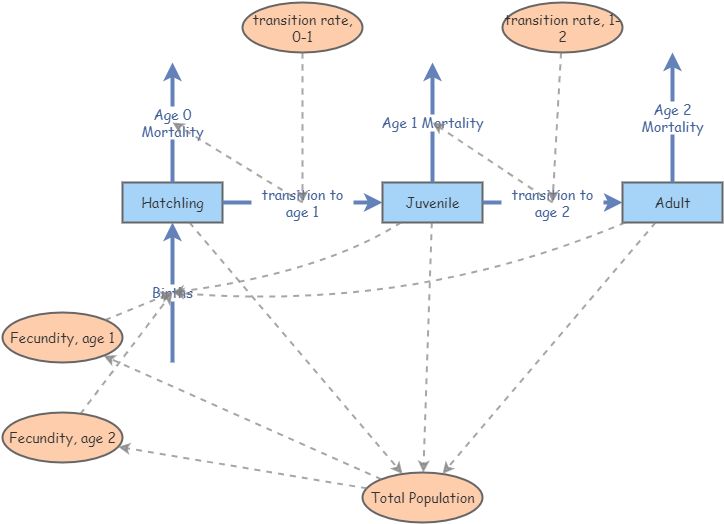 Clone of Age-Stage Model Assignment | Insight Maker