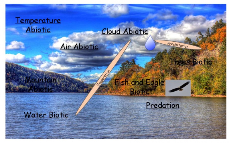 Biotic stuff | Insight Maker