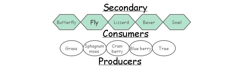Bog food web | Insight Maker