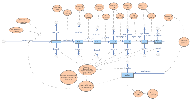 Wobbegong PVA In the making | Insight Maker