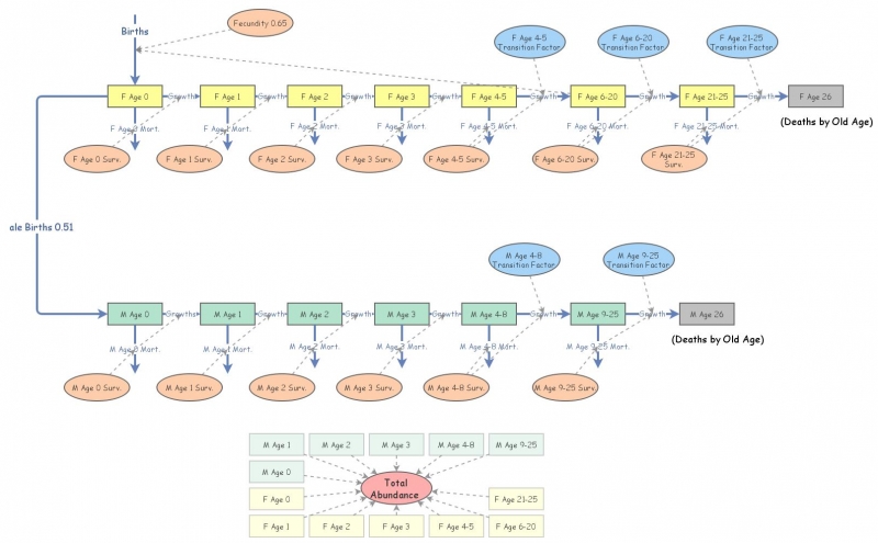 Group 7 Sea Lions PVA Model (FINAL) | Insight Maker