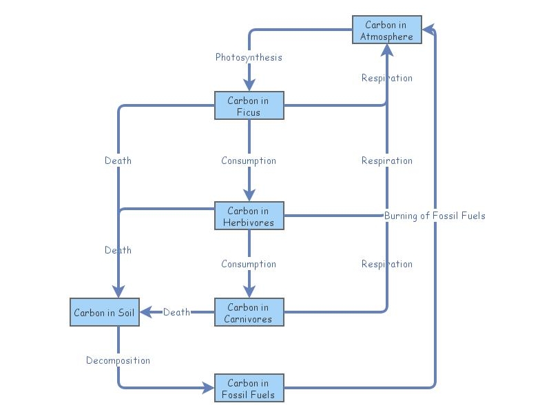 Kaden Wilkinson's Carbon Cycle | Insight Maker