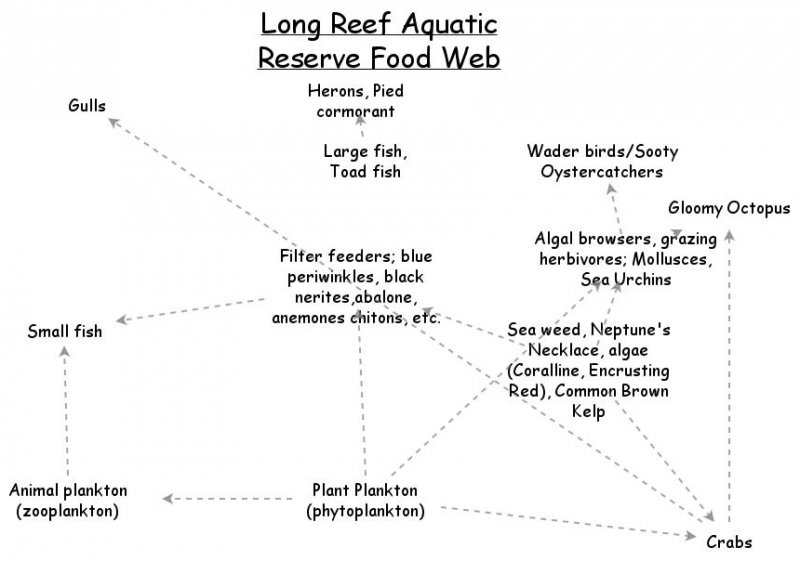 Long Reef Aquatic Reserve Food Web | Insight Maker