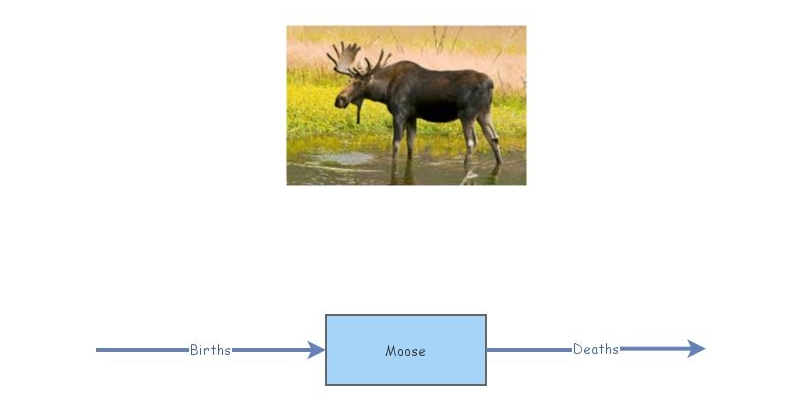 Noelle's Moose Model | Insight Maker