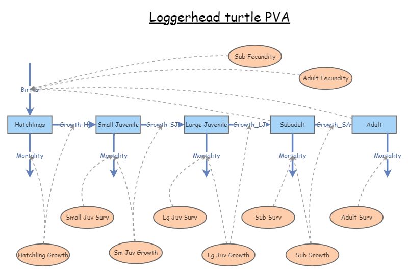 Clone of Loggerhead PVA base model | Insight Maker