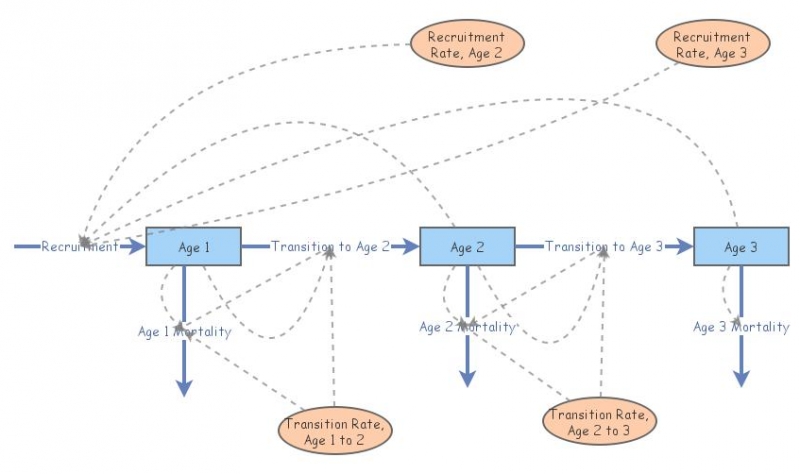 HW 3 Age-Structured Diagrams | Insight Maker