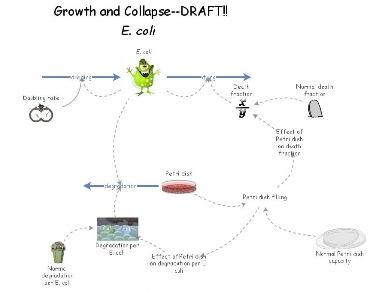 Clone of E coli life cycle model | Insight Maker
