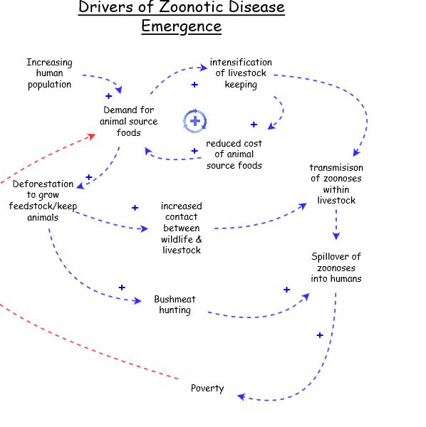 Zoonoses Causal Loop Diagram | Insight Maker