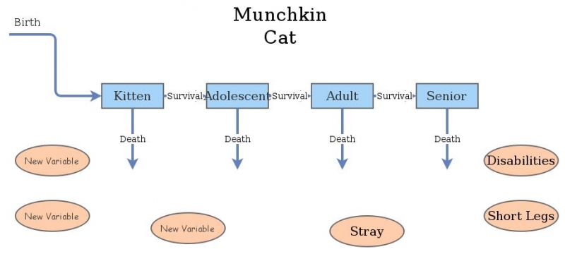 Munchkin Cat Life Cycle | Insight Maker