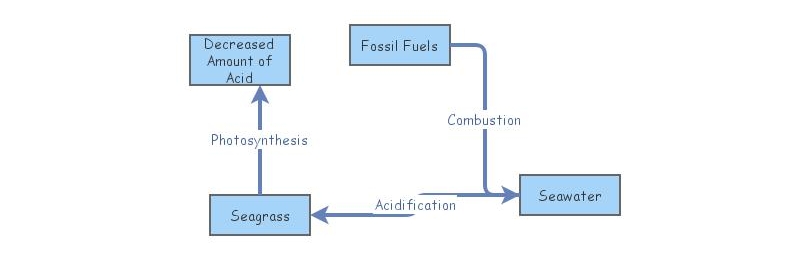 Seagrass Feedback Loop | Insight Maker
