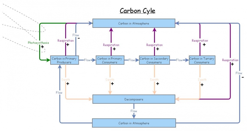 Carbon Cycle | Insight Maker