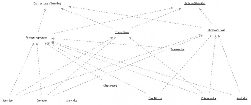 beetle food web | Insight Maker