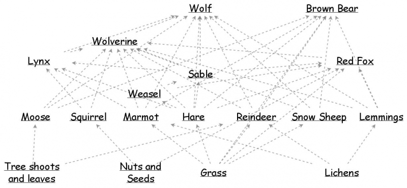 Kamchatka Taiga Food Web | Insight Maker