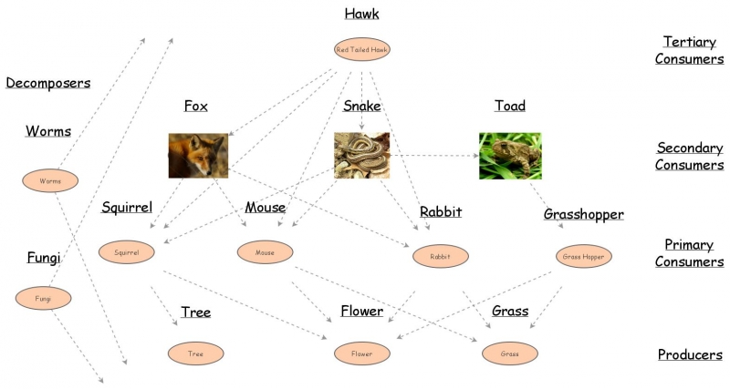 Food Web Project | Insight Maker