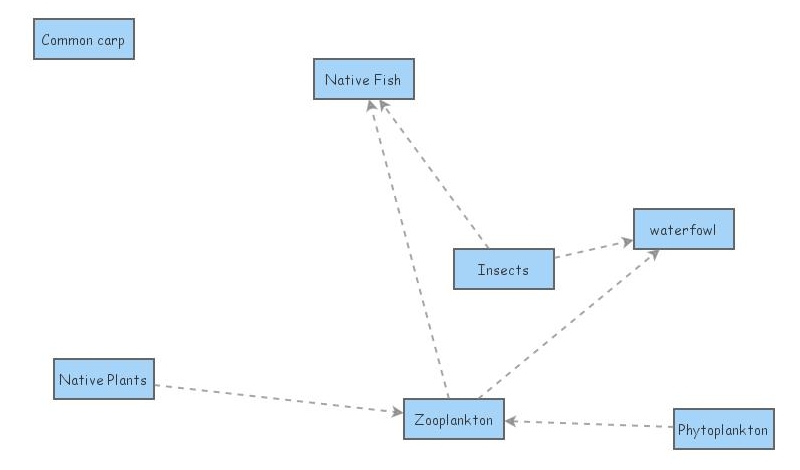Common Carp Food Web | Insight Maker