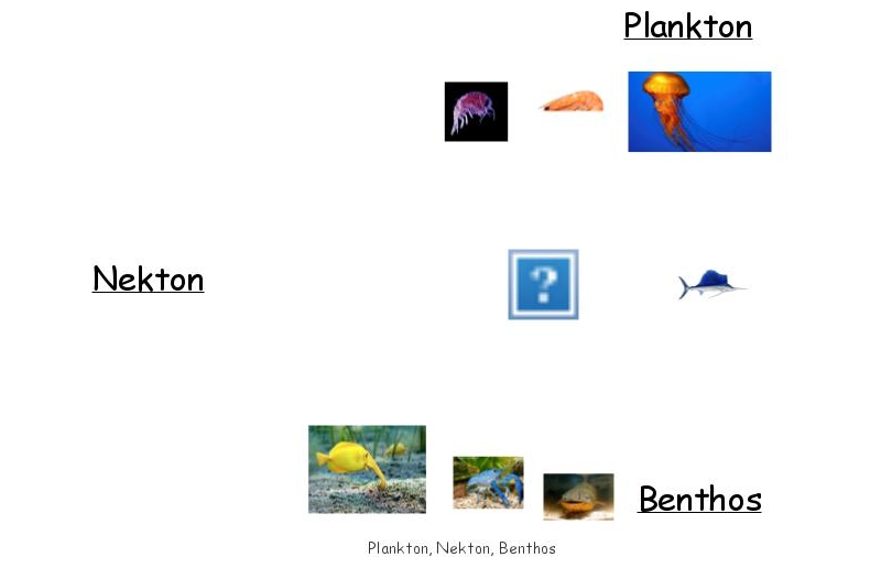 Plankton, Nekton, Benthos | Insight Maker