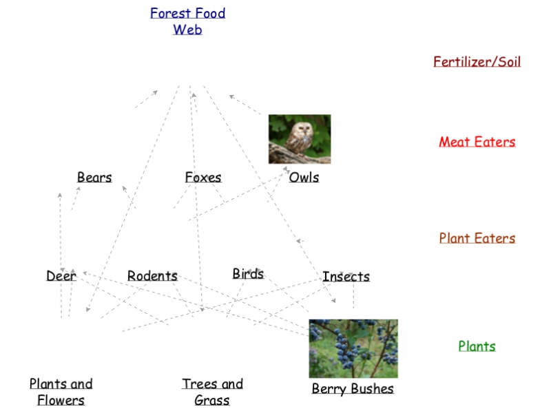 Forest Food Web | Insight Maker