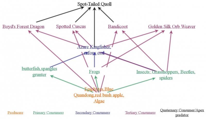 Clone of Daintree Rainforest Food Web | Insight Maker
