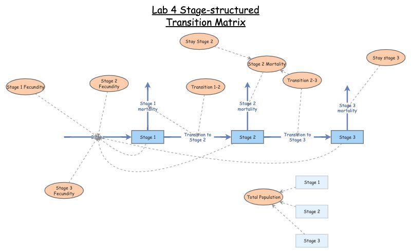 Lab 4 Stage-strucutured Transition Matrix | Insight Maker