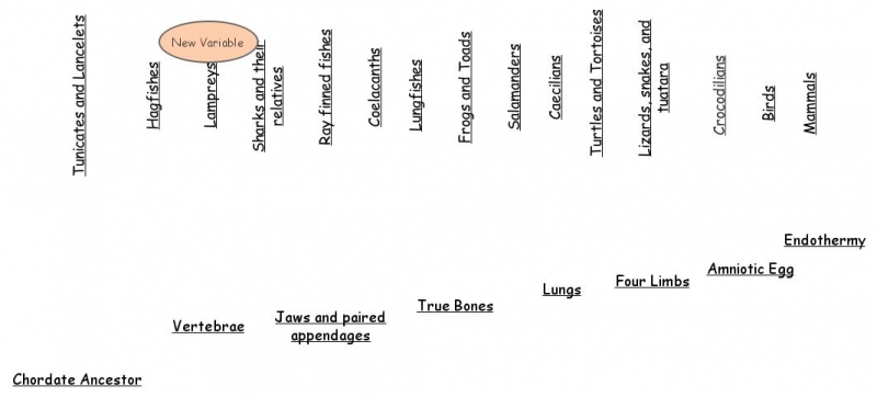 Clone of Cladogram of Chordates | Insight Maker
