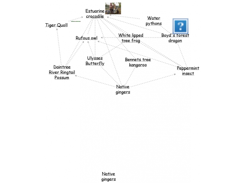 Daintree rainforest foodweb | Insight Maker
