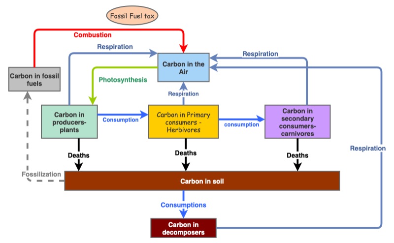 Carbon flow model | Insight Maker