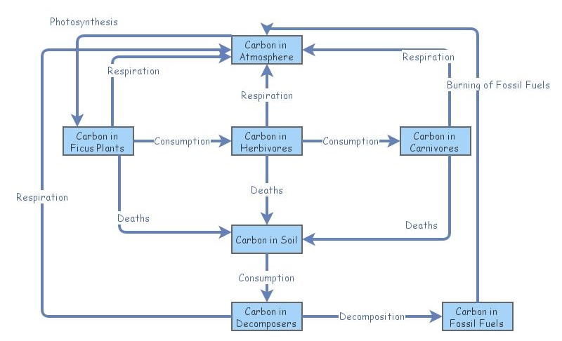 Carbon Cycle | Insight Maker