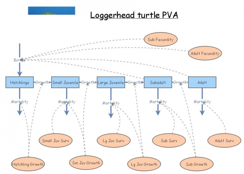 Clone of Loggerhead PVA base model | Insight Maker