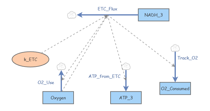 MODEL 3 — Electron Transport Chain (ETC) | Insight Maker